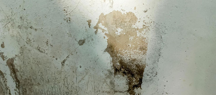 Essential Mold Inspection for Home Sale | Protect Your Closing