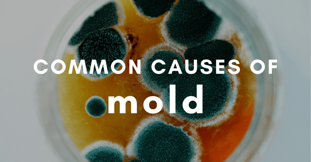 What Causes Mold Indoors? 5 Common Causes to Know About